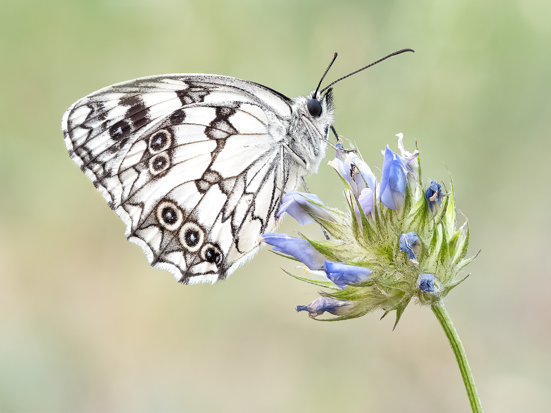 Photography – Marta Albareda
